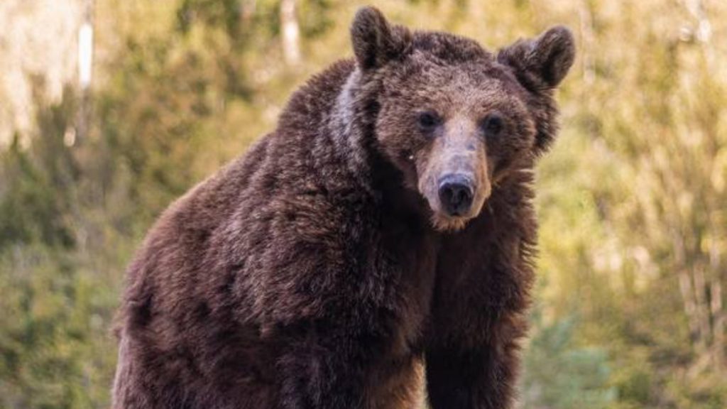 Ruta del Oso: una experiencia única en Castilla-La Mancha entre fauna ...