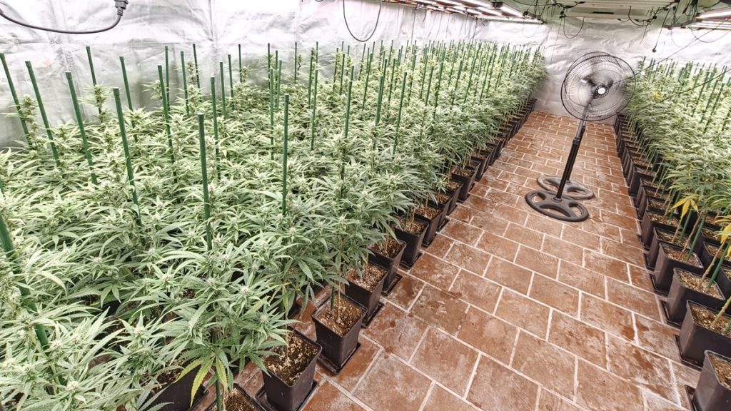 Un fuerte olor destapa en Toledo una macroplantación de marihuana - infoCLM